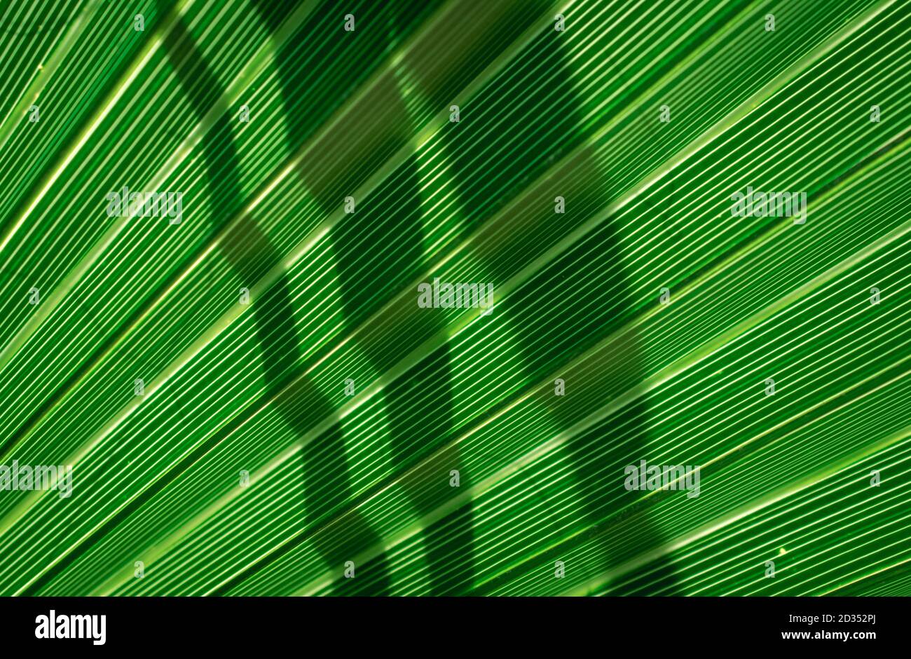 Fig leaf palm hi-res stock photography and images - Alamy