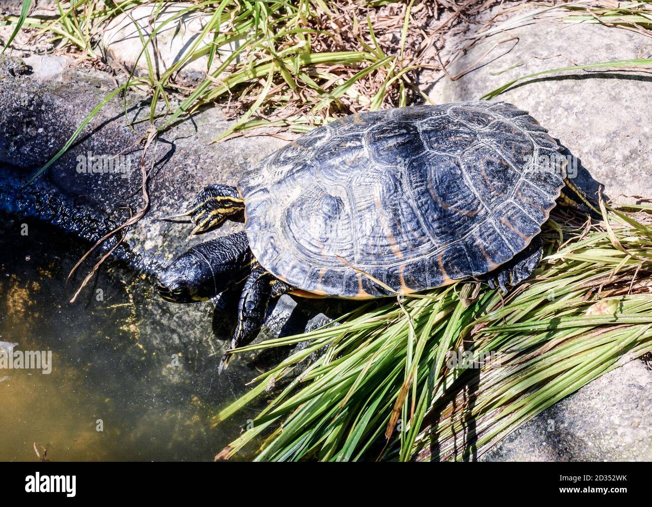 Trachemys Scripta Elegans Tortoise Stock Photo - Alamy