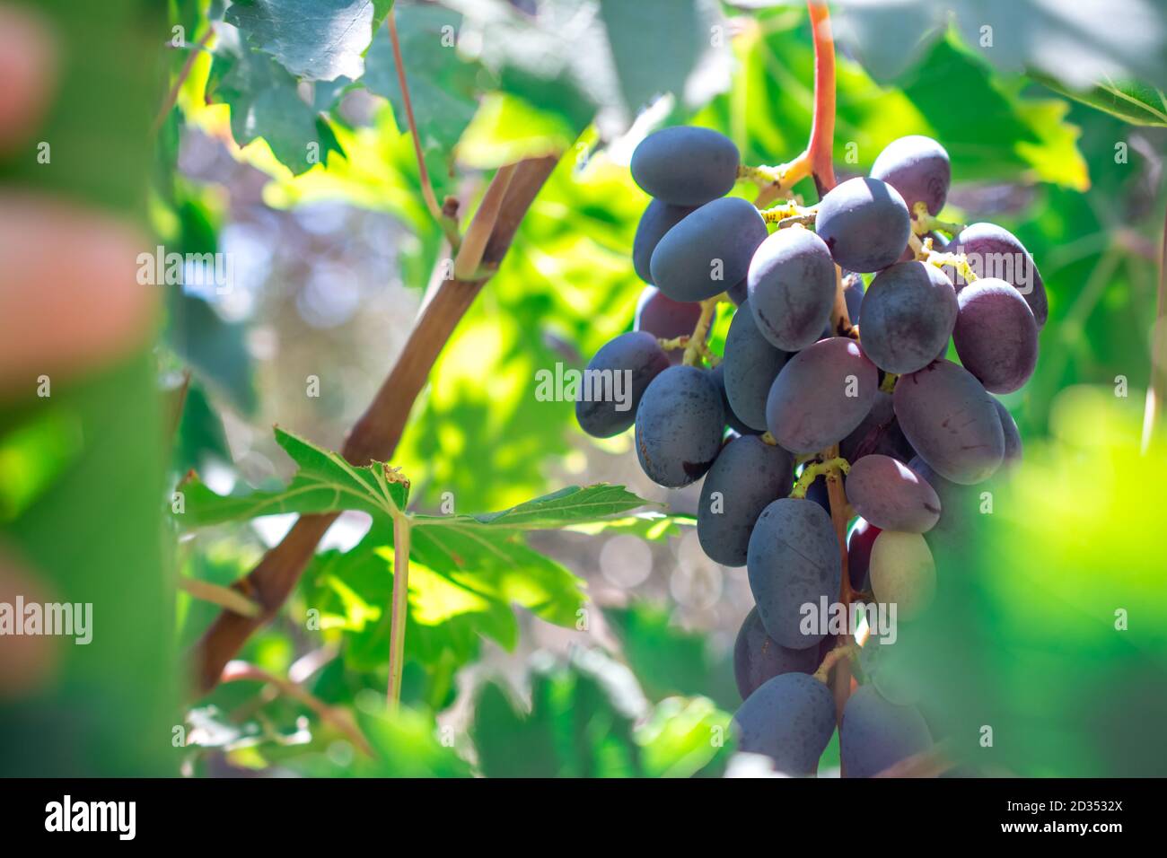 grape tree growing in garden Stock Photo - Alamy