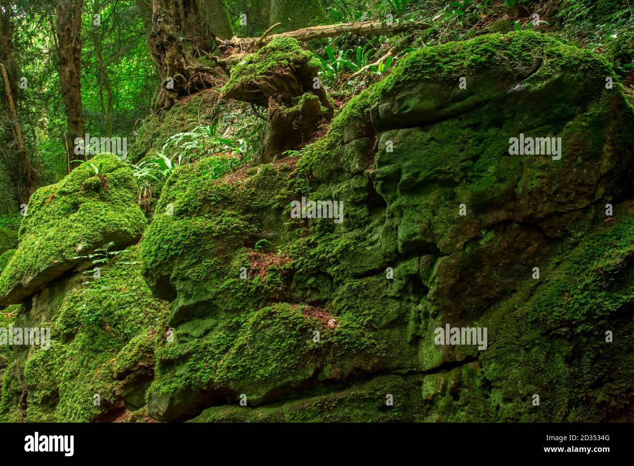 Magic forest in England Stock Photo - Alamy