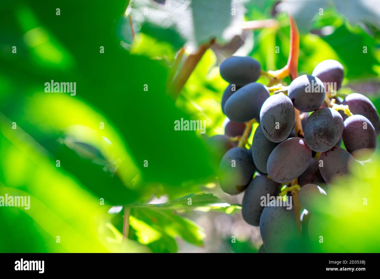grape tree growing in garden Stock Photo - Alamy