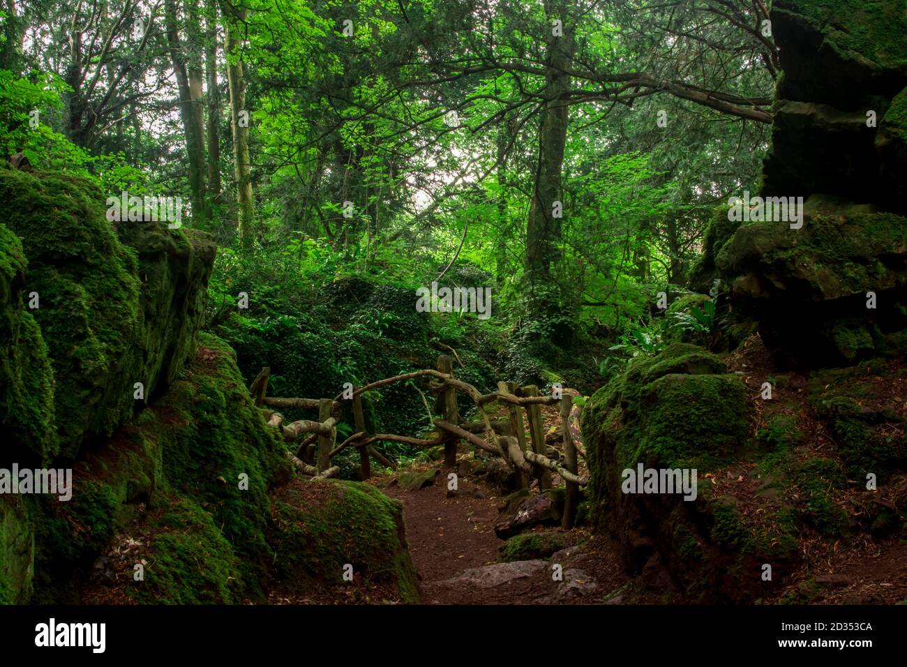 Magic tree enchanted wood england hi-res stock photography and images ...