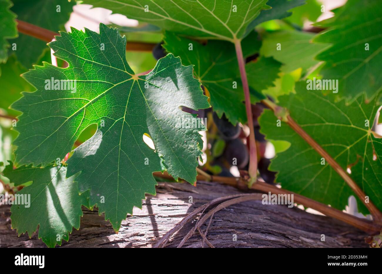 grape tree growing in garden Stock Photo - Alamy