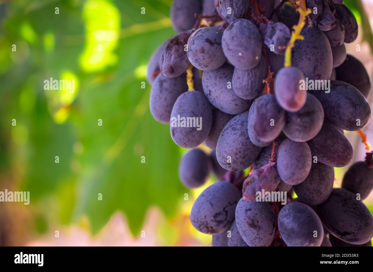 grape tree growing in garden Stock Photo - Alamy
