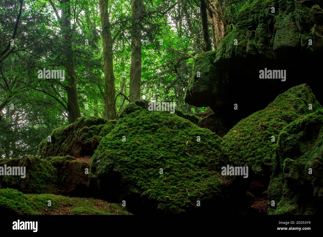 Magic tree enchanted wood england hi-res stock photography and images ...