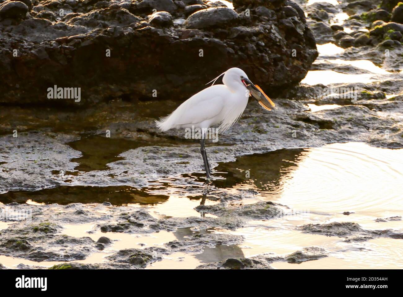 Photo Picture of a male Egret bird Stock Photo - Alamy