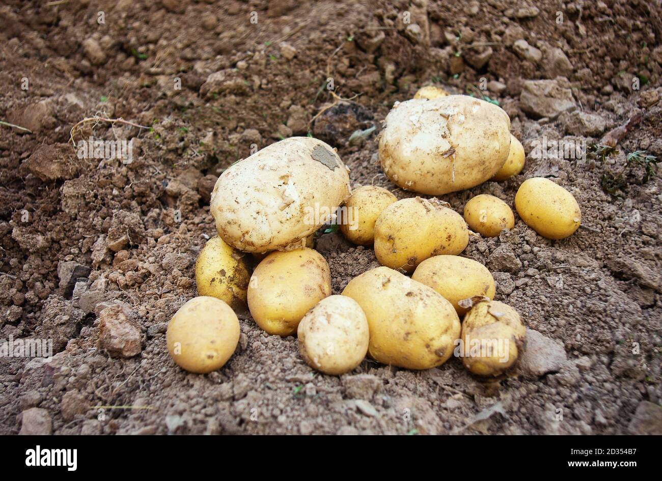 Man Digging Up Potatoes High Resolution Stock Photography and Images ...