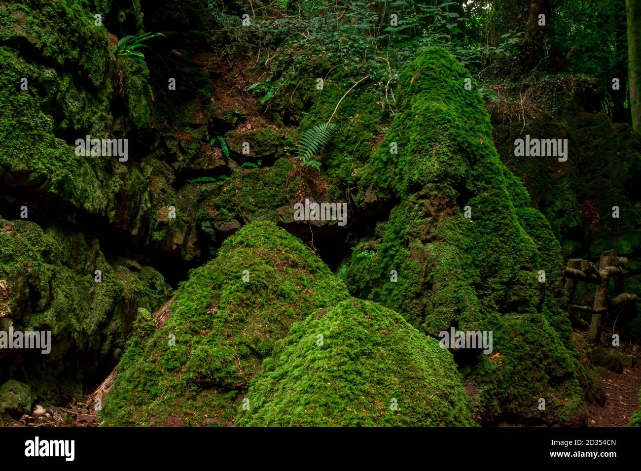Magic tree enchanted wood england hi-res stock photography and images ...