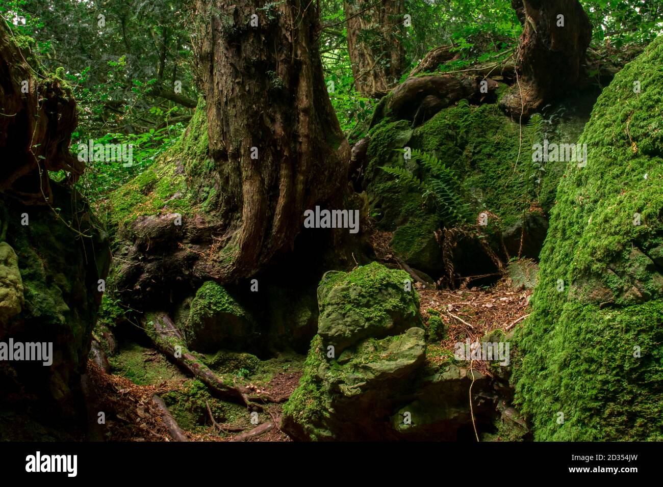 Magic tree enchanted wood england hi-res stock photography and images ...