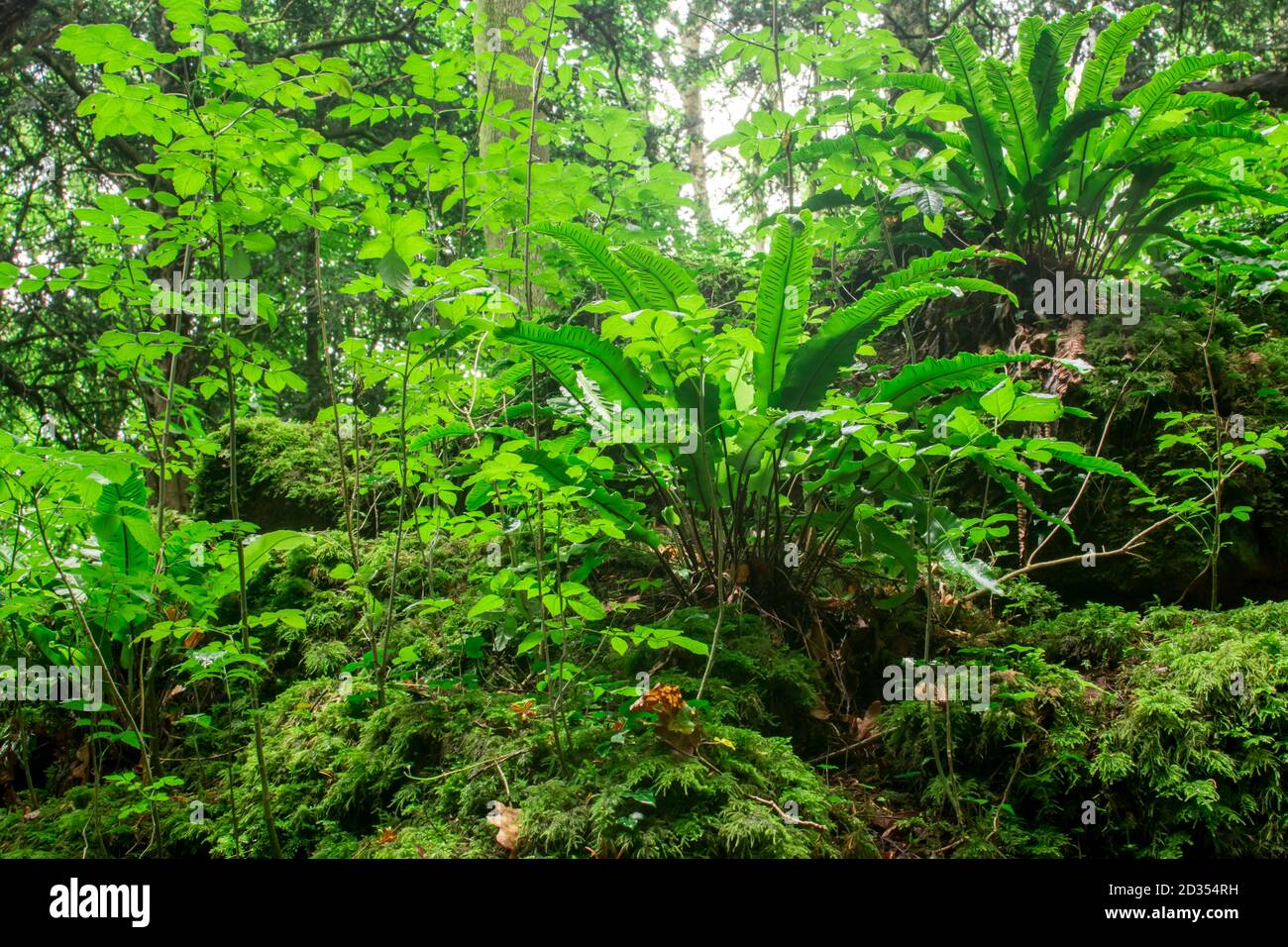 Magic tree enchanted wood england hi-res stock photography and images ...