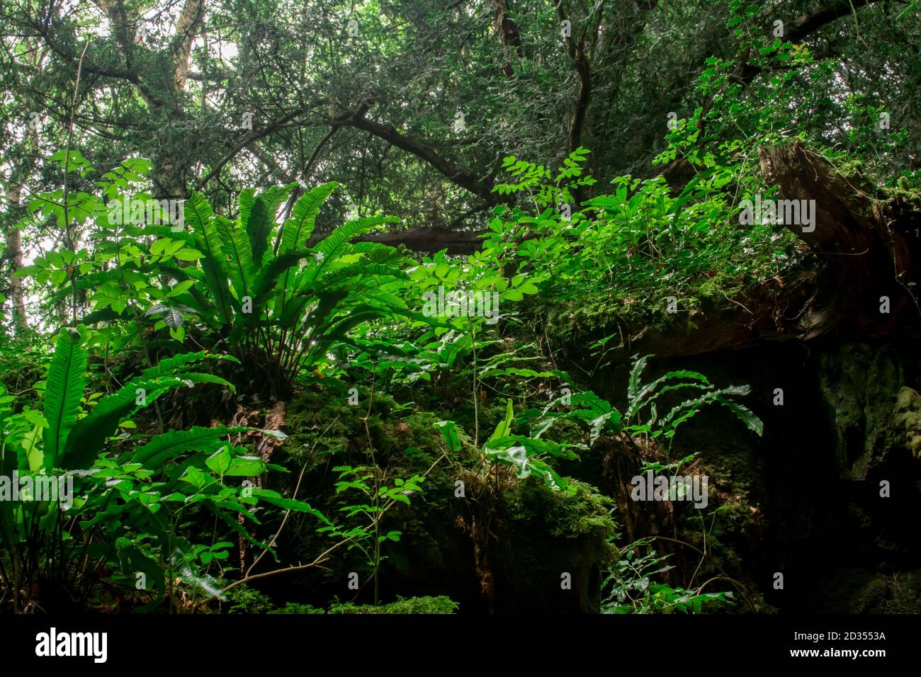 Magic forest in England Stock Photo - Alamy