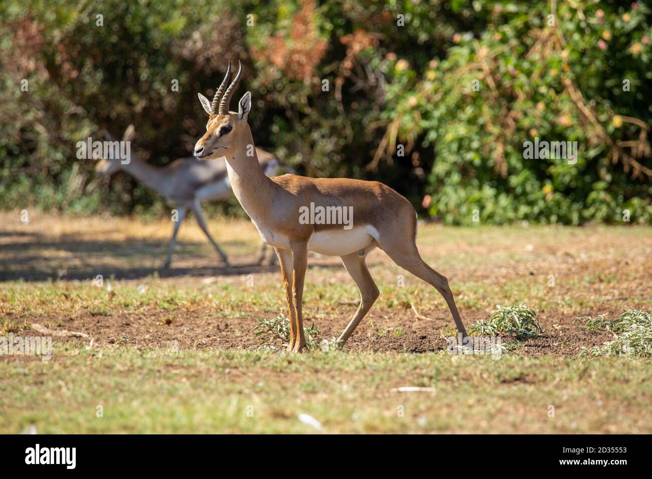 The mountain gazelle or the Palestine mountain gazelle (Gazella gazella ...