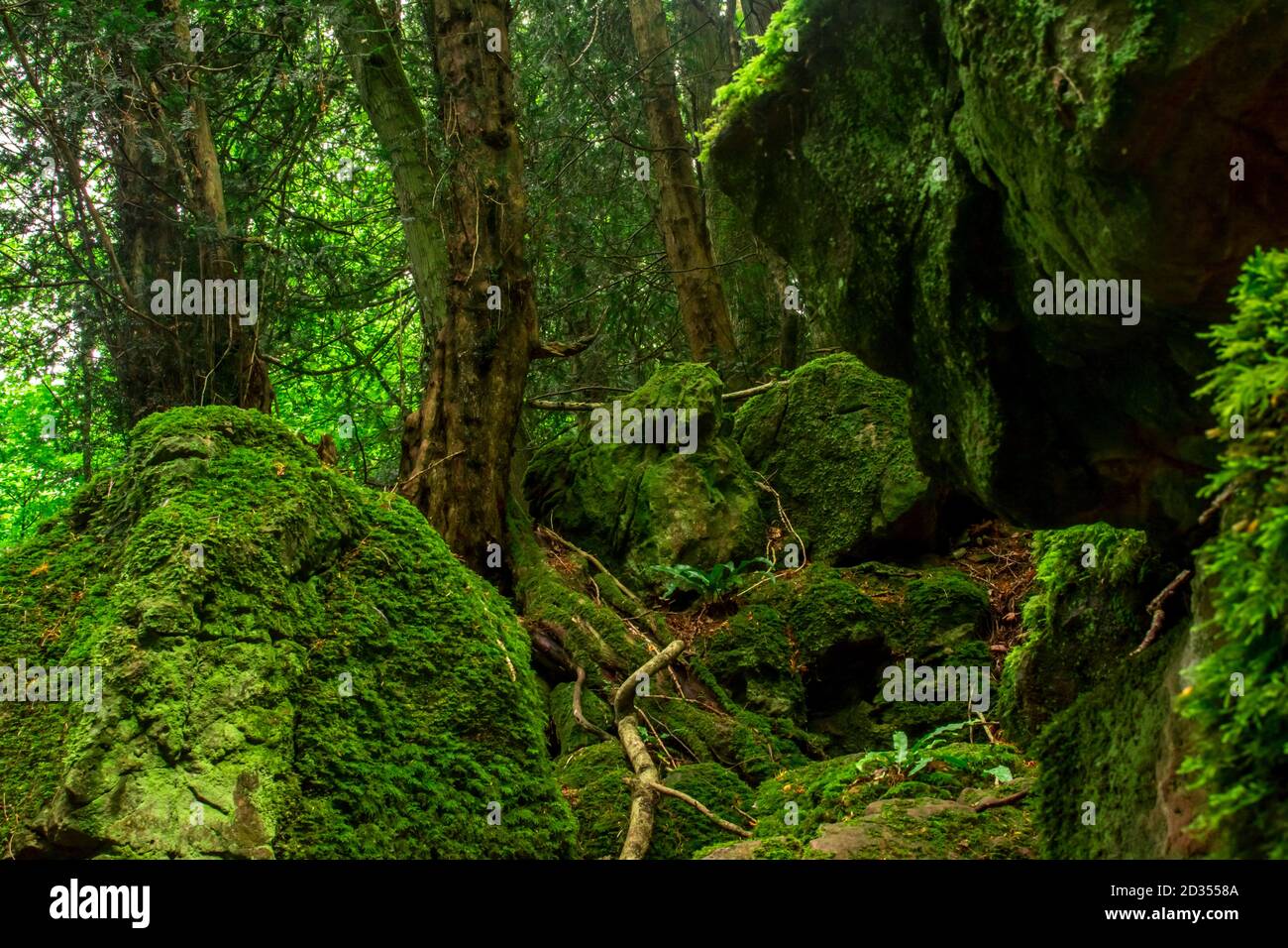 Magic tree enchanted wood england hi-res stock photography and images ...