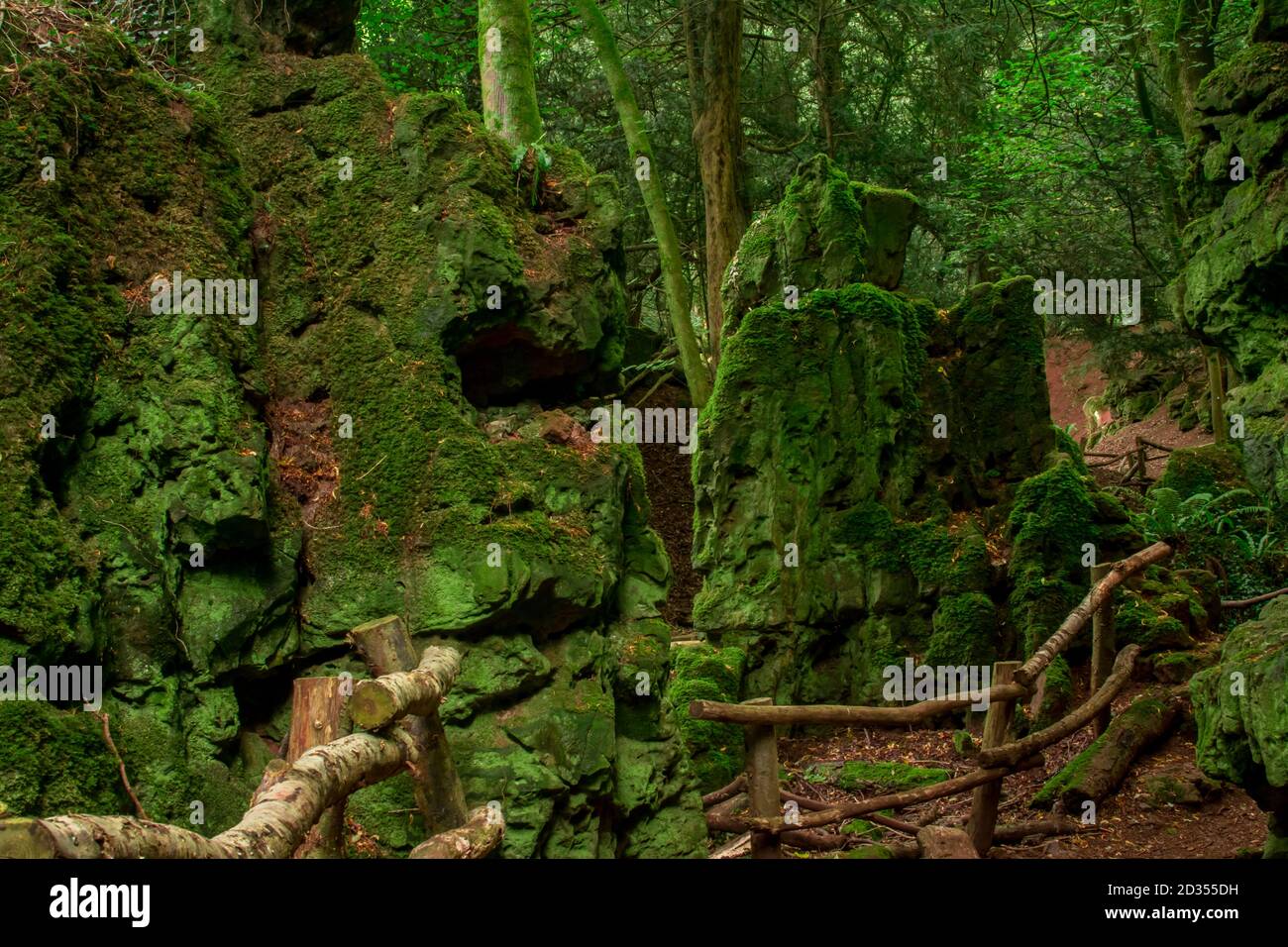Magic tree enchanted wood england hi-res stock photography and images ...