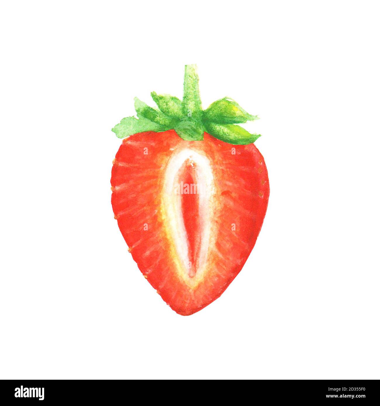 Watercolor hand drawn illustrations with half strawberry on white ...