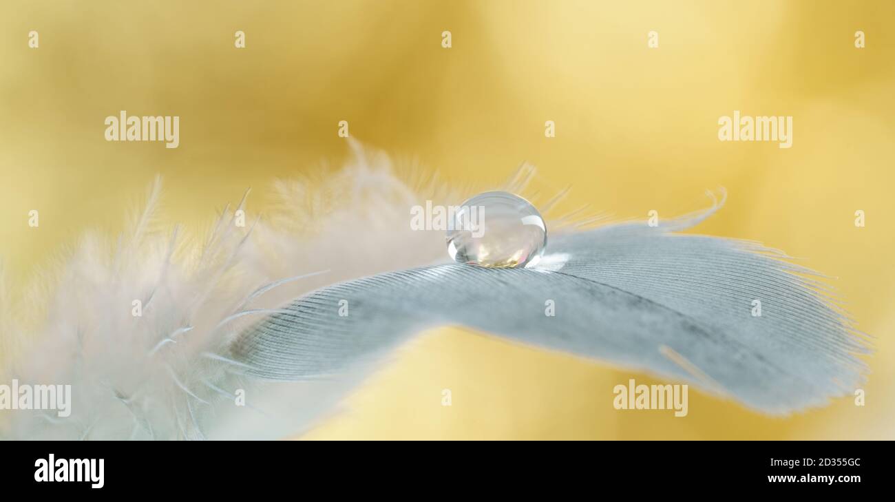 Water drop on a feather hi-res stock photography and images - Alamy