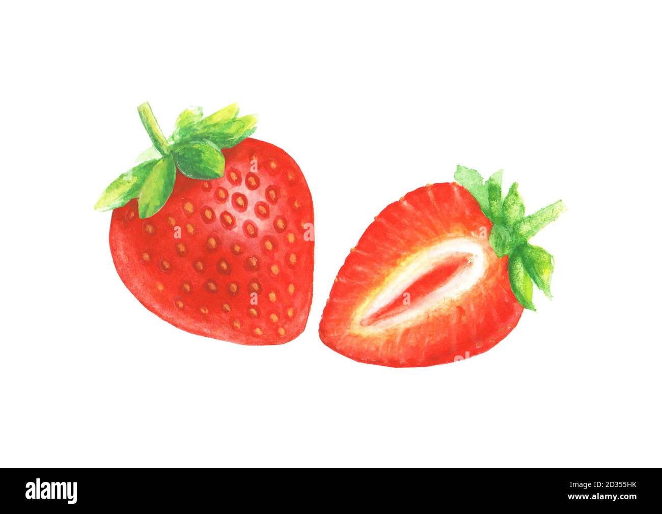 Watercolor hand drawn illustrations with whole and half strawberry on ...