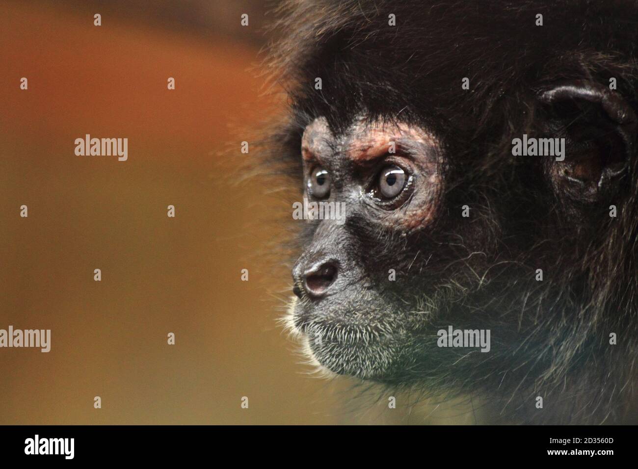 detail of monkey head (nice animal face Stock Photo - Alamy