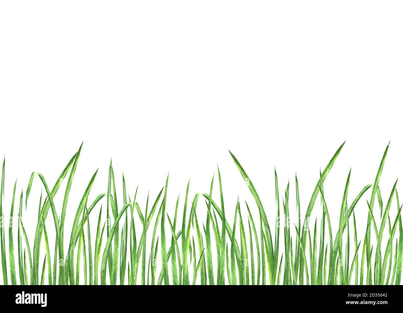 Watercolor hand drawn green grass isolated on white background. Summer ...