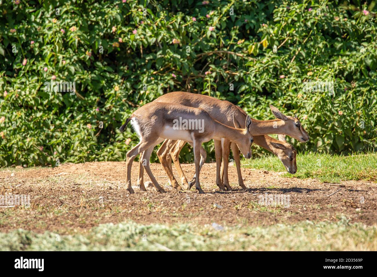The mountain gazelle or the Palestine mountain gazelle (Gazella gazella ...
