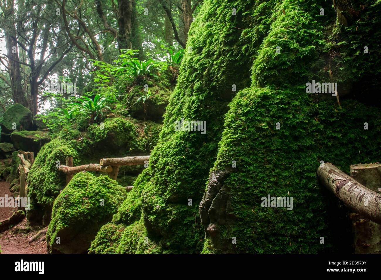 Magic forest in England Stock Photo - Alamy