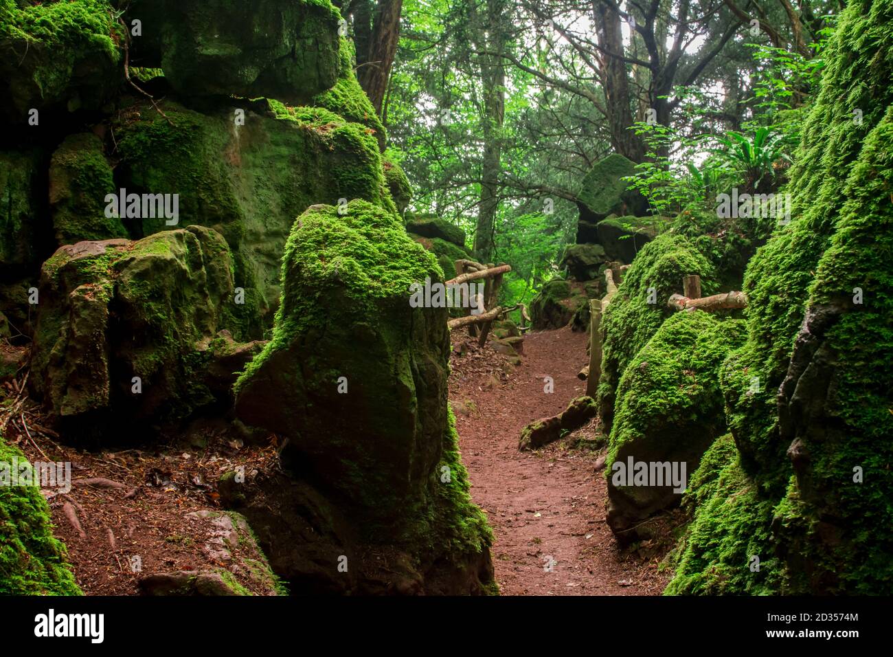 Magic tree enchanted wood england hi-res stock photography and images ...