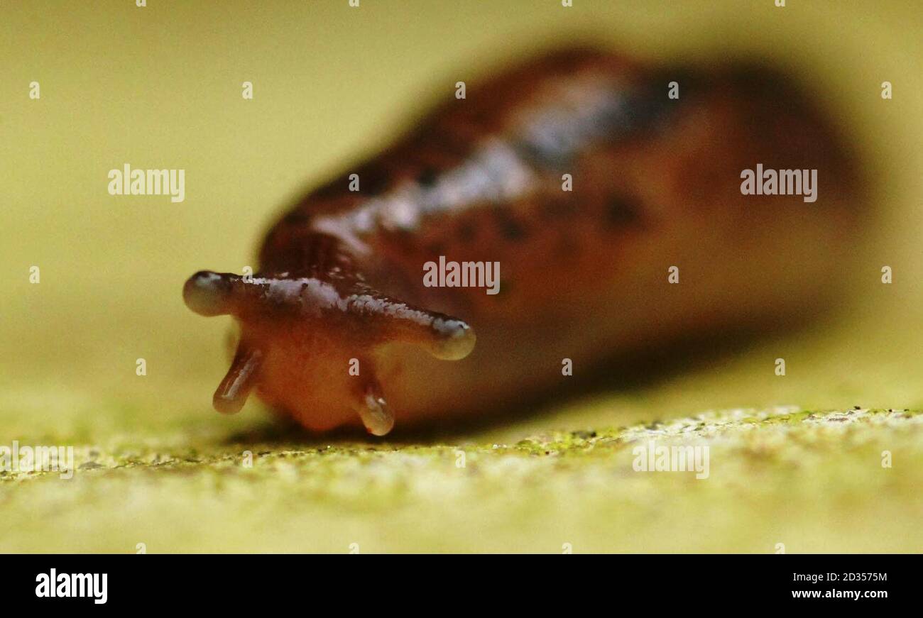 Stock picture of a slug. Slugs eat twice their body weight each day and ...