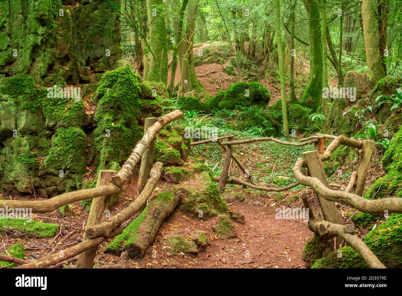 Magic forest in England Stock Photo - Alamy