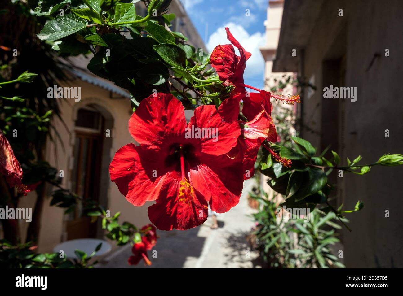 Greece Hibiscus Rosa sinensis Greece flowers Crete Flowers Hibiscus ...