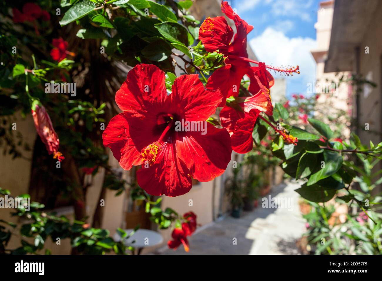 Crete flowers blooming street Hibiscus Rosa sinensis tree flower Stock ...