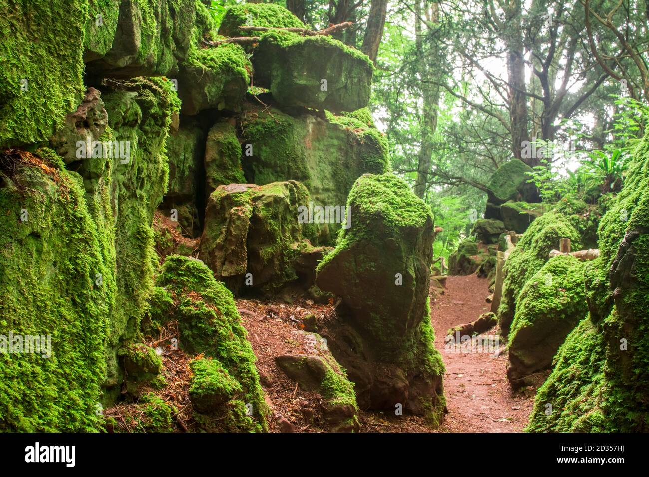 Magic tree enchanted wood england hi-res stock photography and images ...