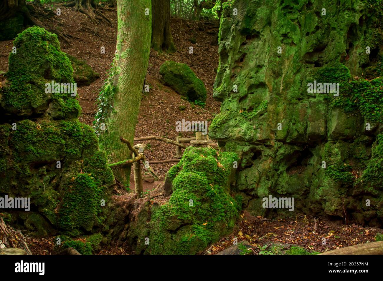Magic tree enchanted wood england hi-res stock photography and images ...