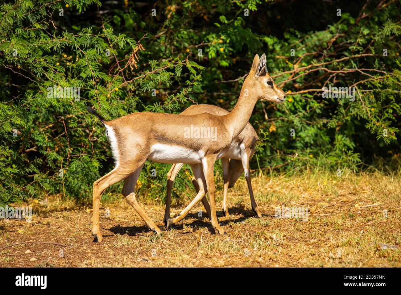 The mountain gazelle or the Palestine mountain gazelle (Gazella gazella ...