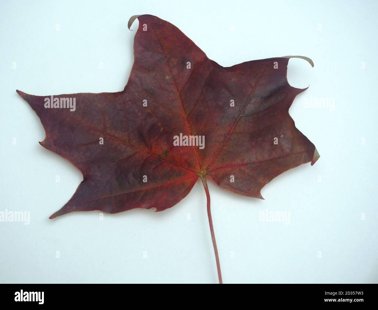 Fallen autumn maple leaf on a white background. Close up Stock Photo ...