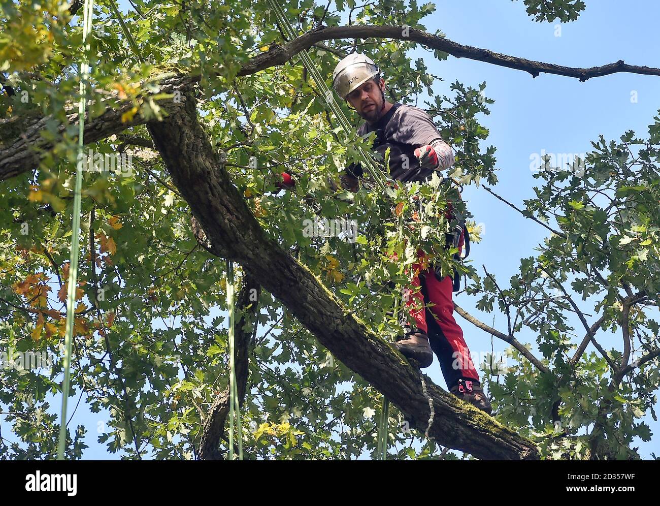 Czech tree of the year 2020 hi-res stock photography and images - Alamy