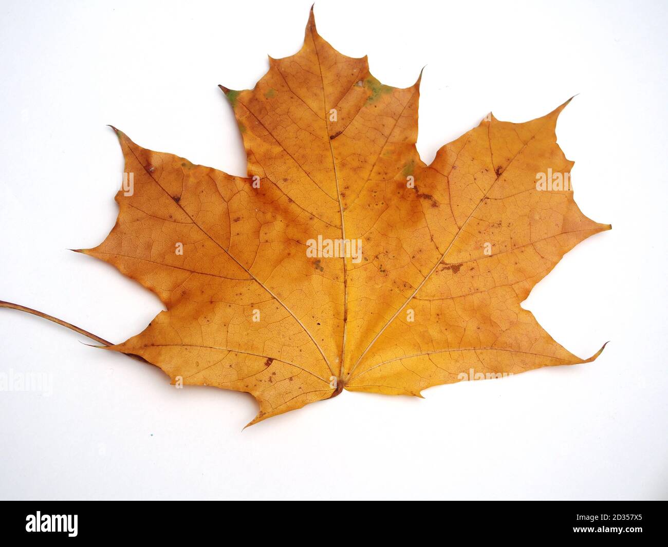 Fallen autumn maple leaf on a white background. Close up Stock Photo ...