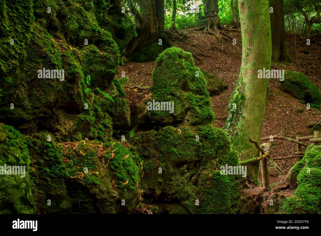 Magic tree enchanted wood england hi-res stock photography and images ...