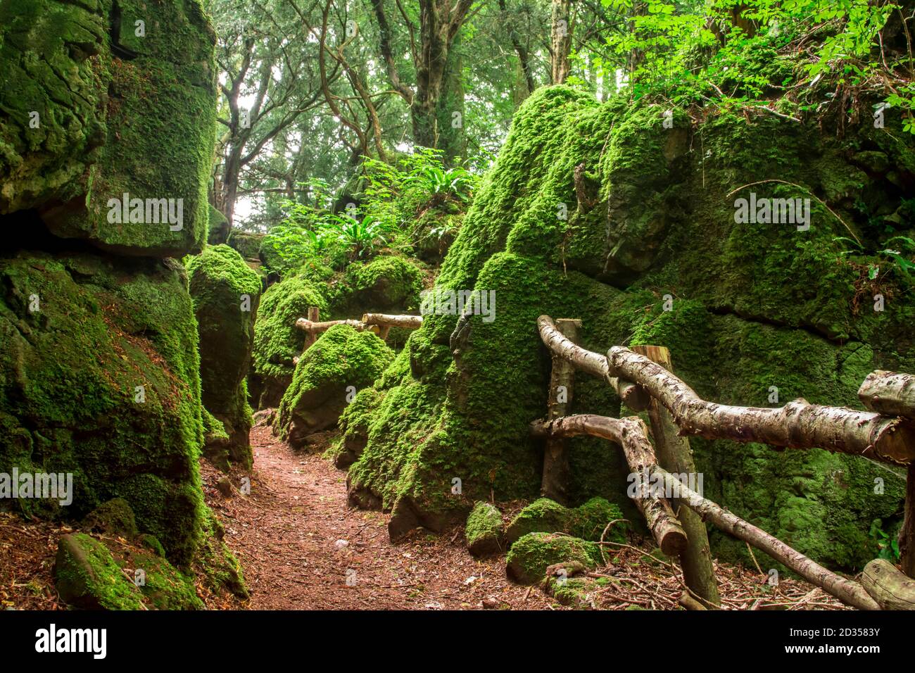 Magic tree enchanted wood england hi-res stock photography and images ...