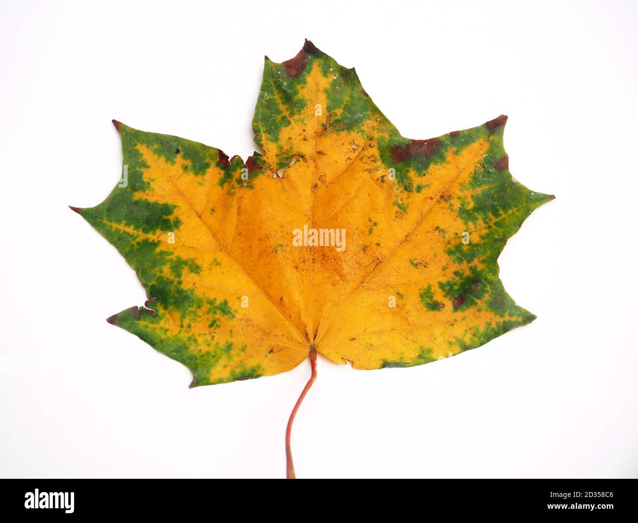 Fallen autumn maple leaf on a white background. Close up Stock Photo ...