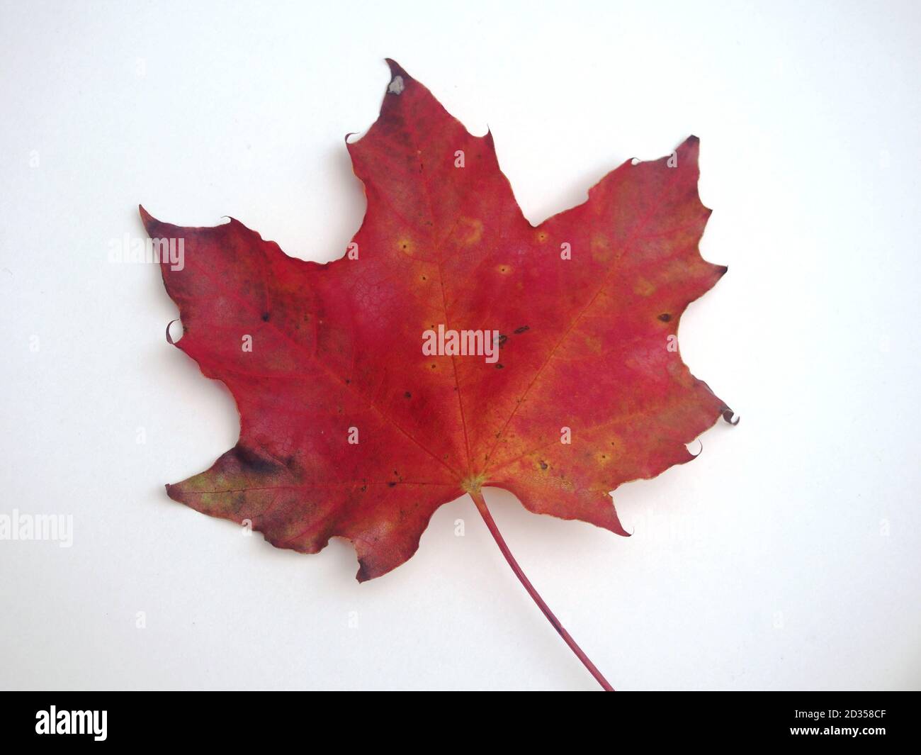 Fallen autumn maple leaf on a white background. Close up Stock Photo ...