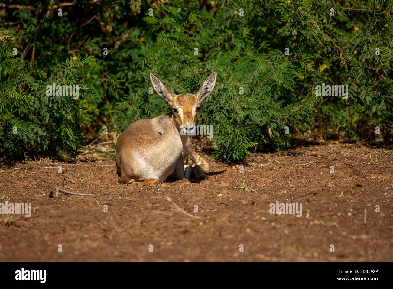 The mountain gazelle or the Palestine mountain gazelle (Gazella gazella ...