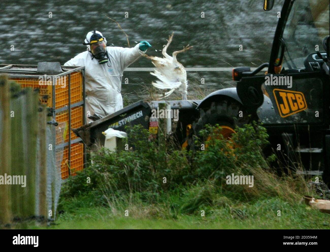 Dead turkeys are loaded onto a jcb at redgrave park hi-res stock ...