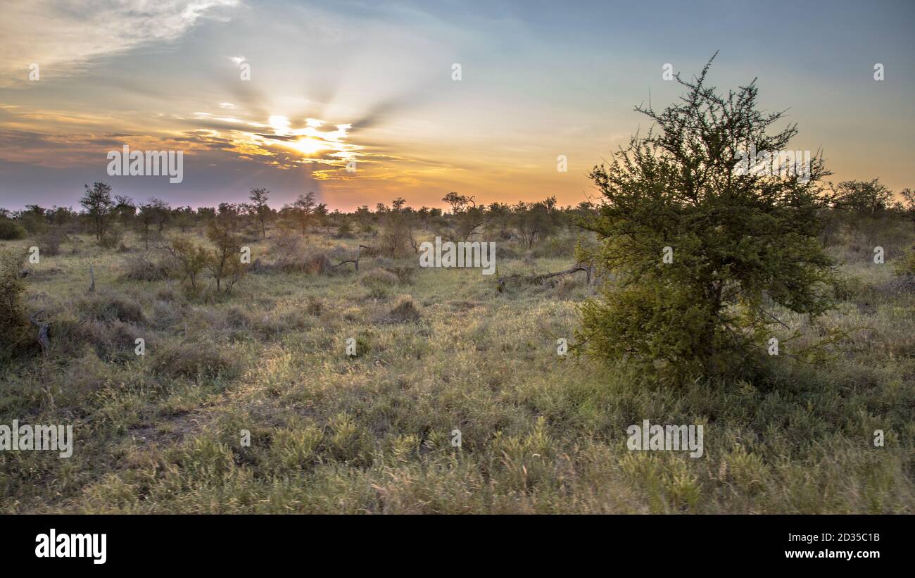 African savanna trees and grass hi-res stock photography and images - Alamy