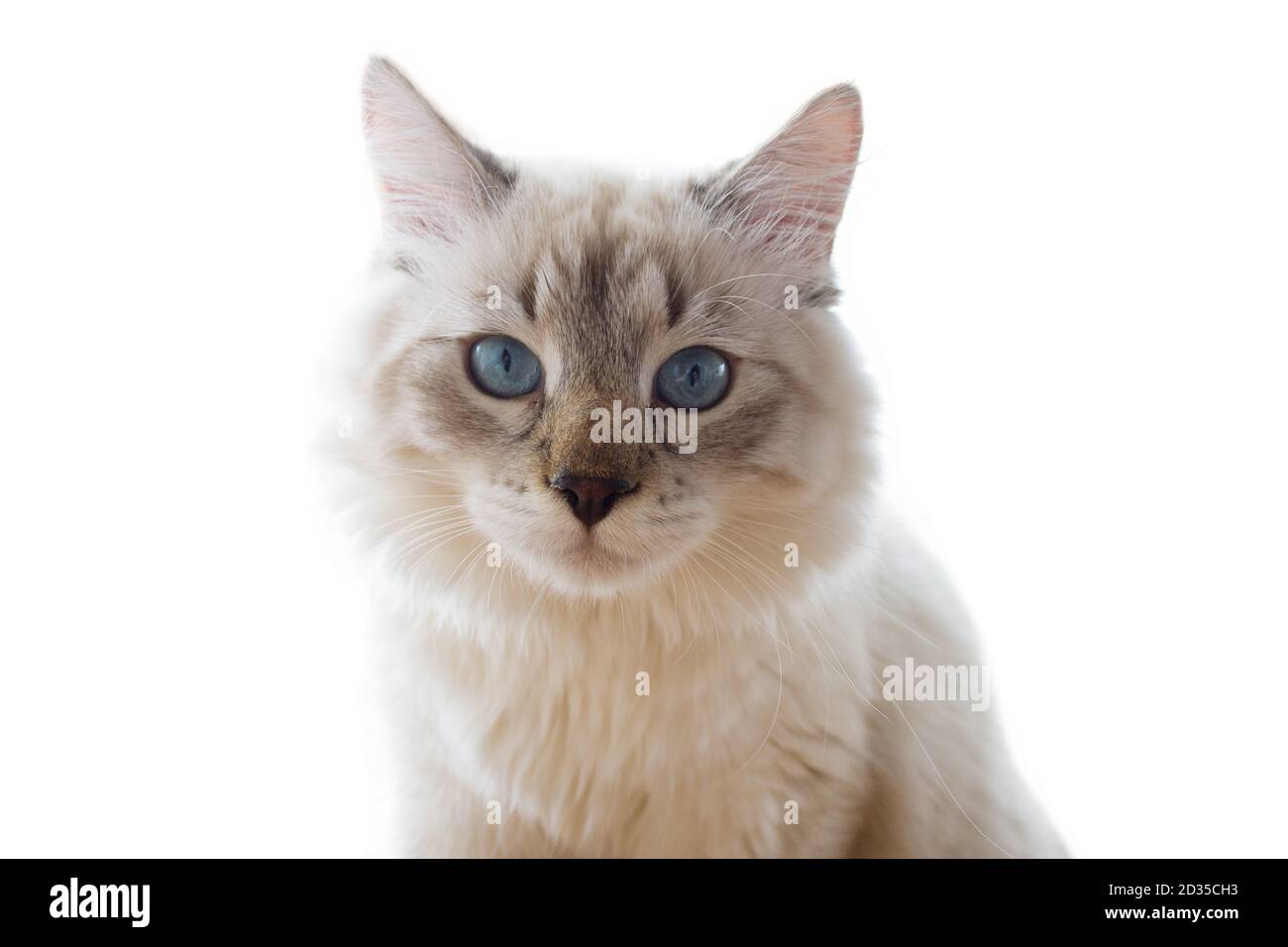 Neva masquerade point hi-res stock photography and images - Alamy