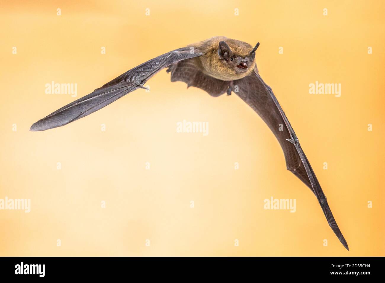Pipistrellus pipistrellus in flight hi-res stock photography and images ...