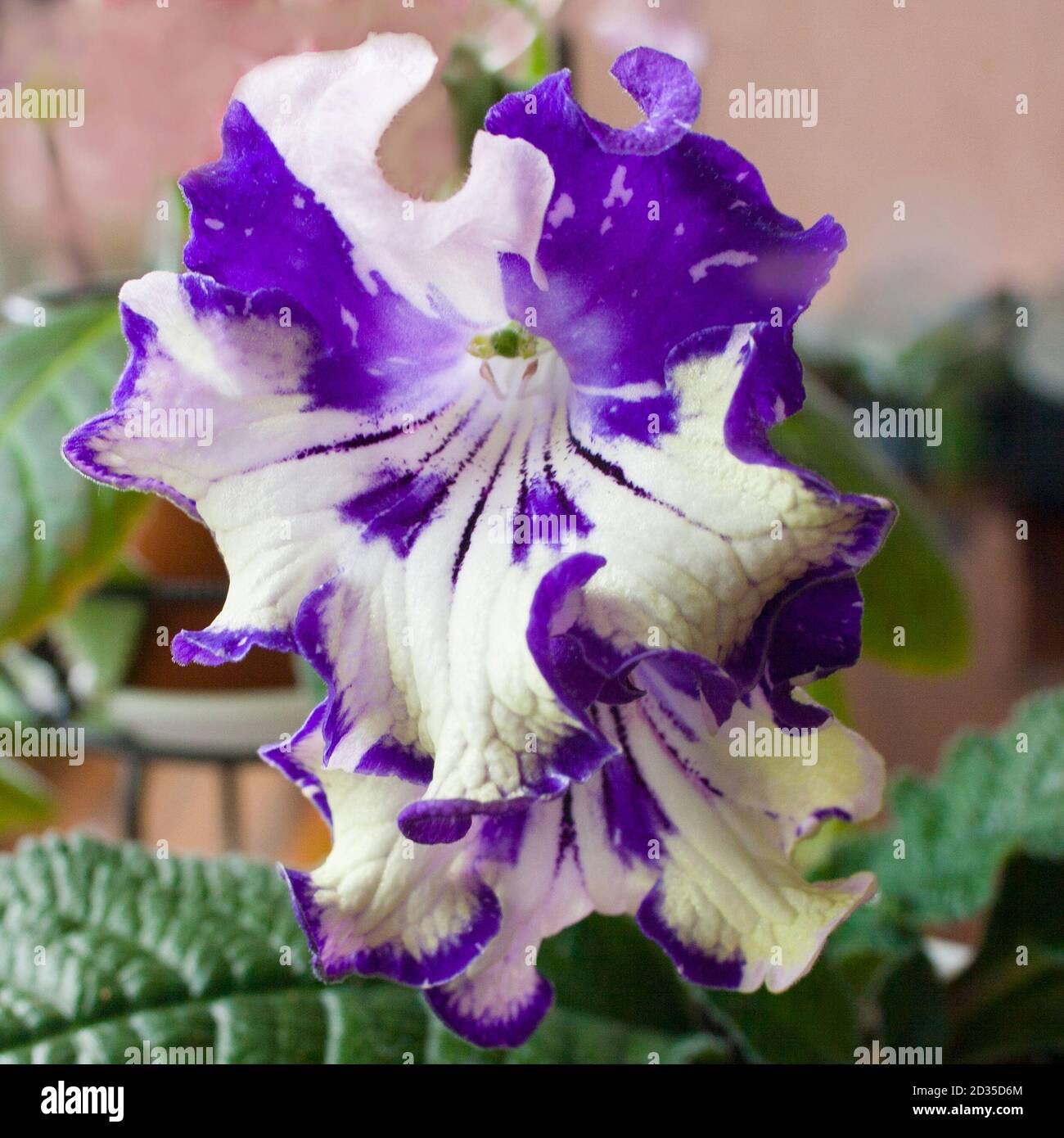 Decorum plant, beautiful Streptocarpus flower. Sort DS-Meteor Shower ...