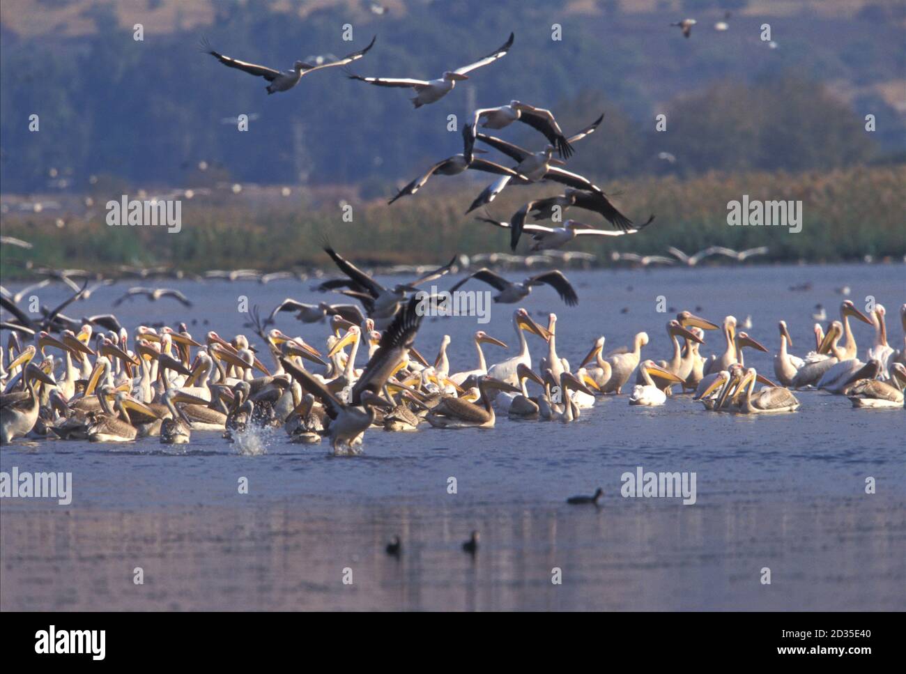 Great White Pelican (Pelecanus onocrotalus) flock in the water, hulla ...