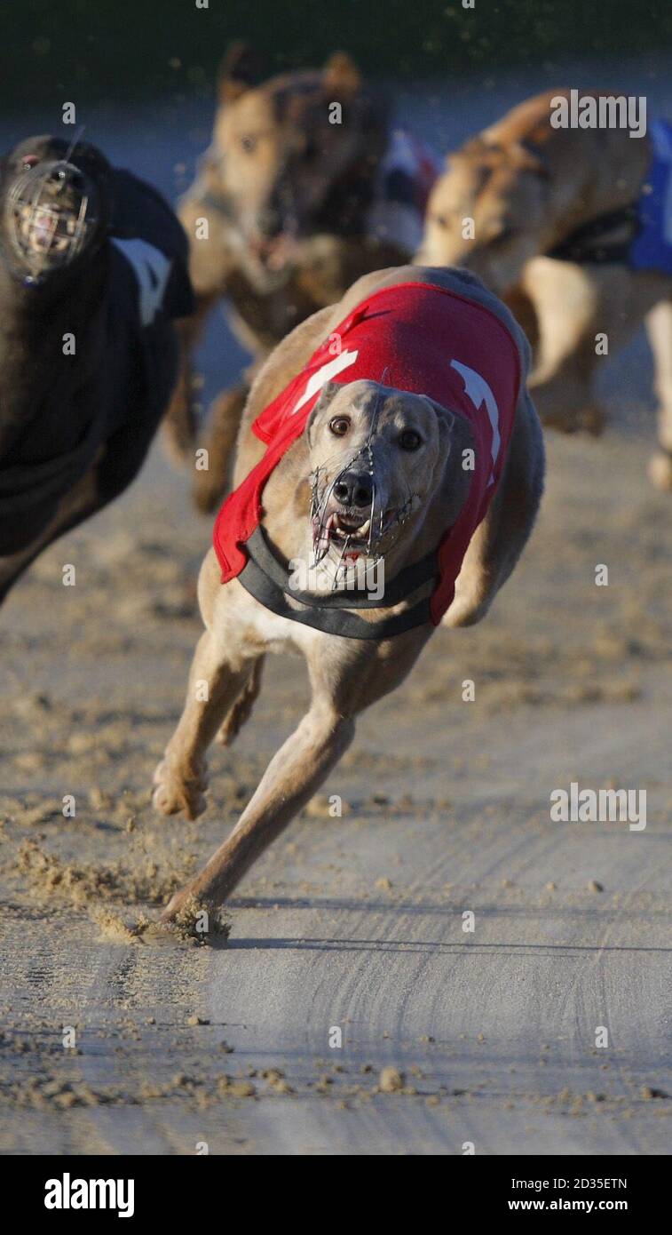Greyhounds racing at the Coral Brighton and Hove Greyhound Stadium in ...