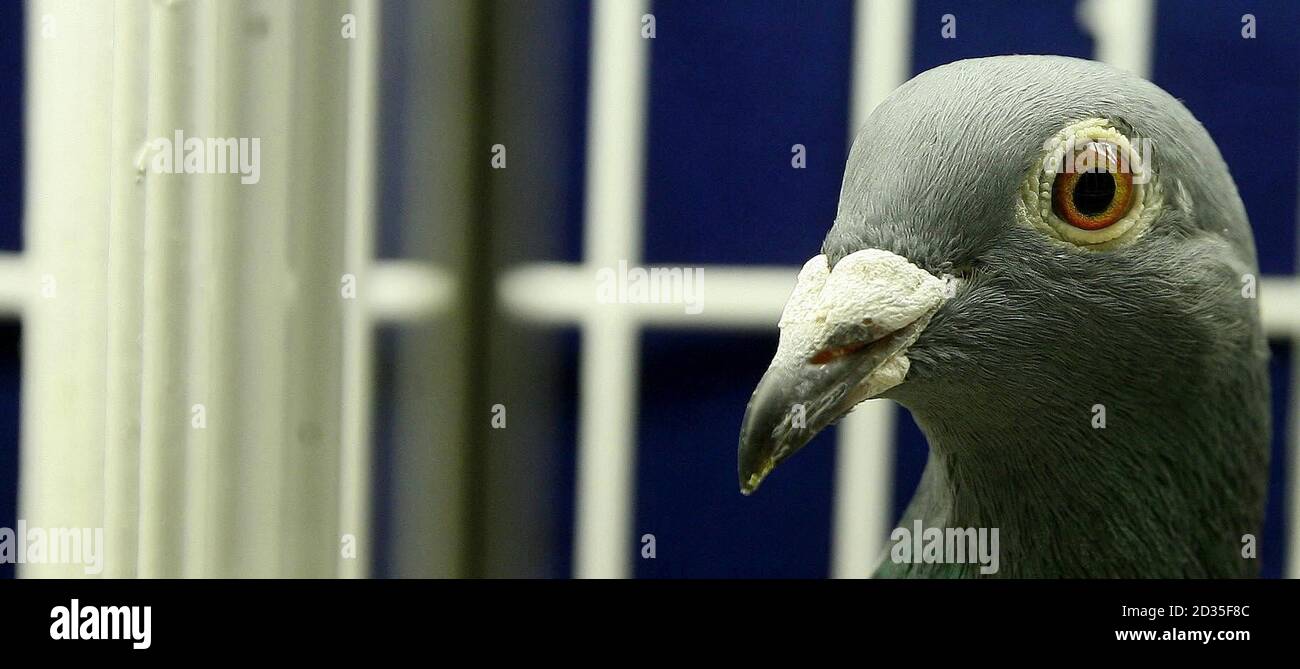 A racing pigeon on display at the Royal Pigeon Racing Association Show ...