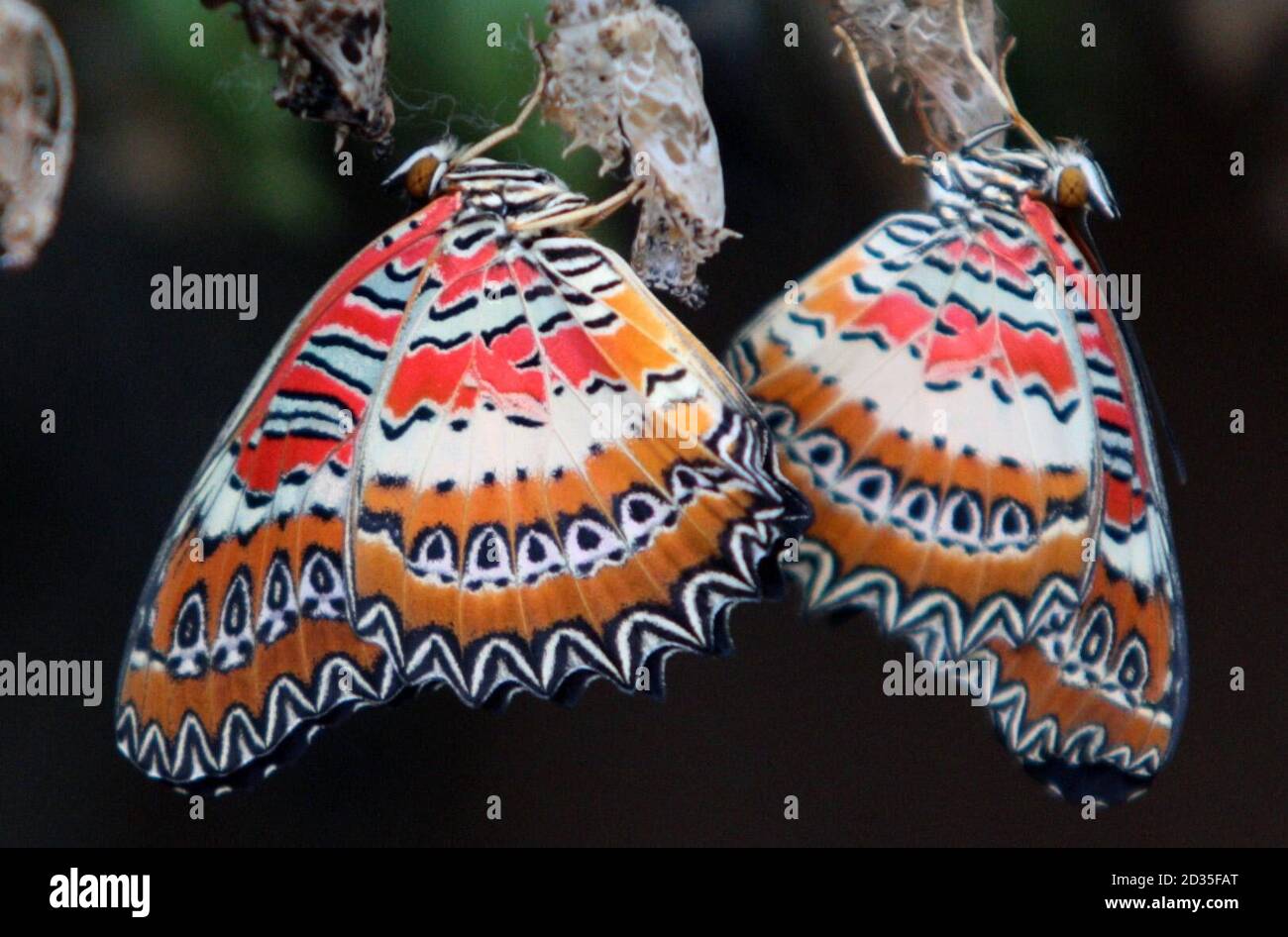 Chrysalis butterfly hi-res stock photography and images - Alamy